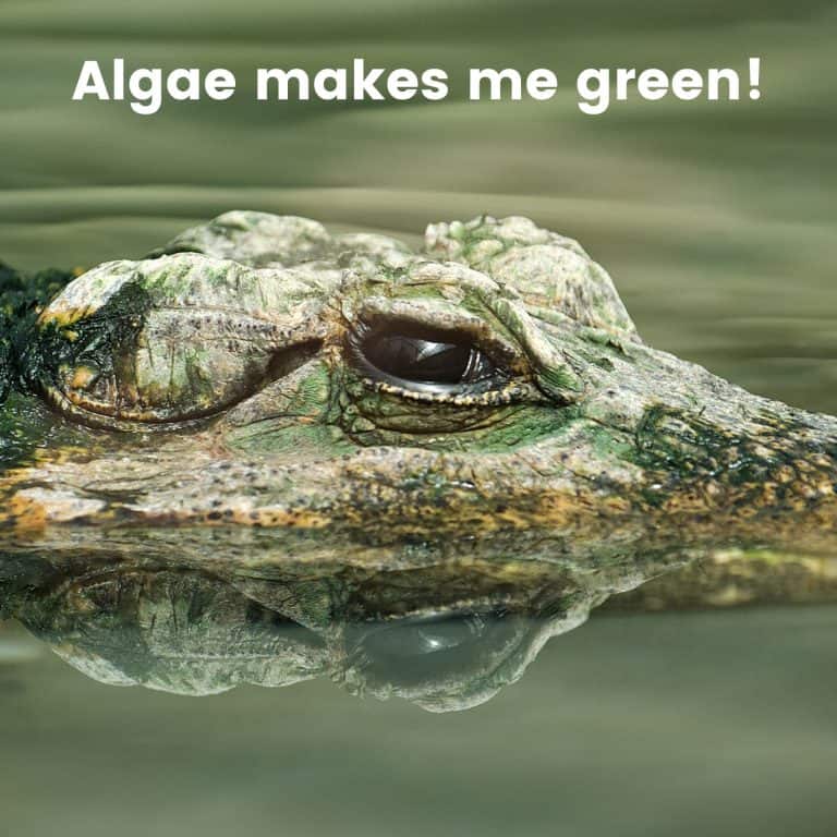 Alligator vs Crocodile - Find out the many differences and similarities